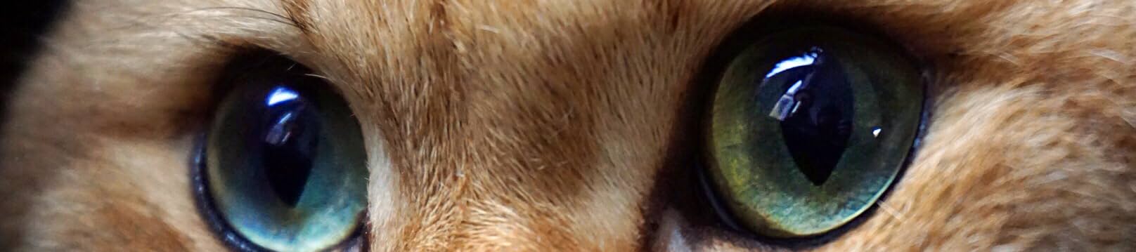 Maple Cat Recommendations's Amazon Page