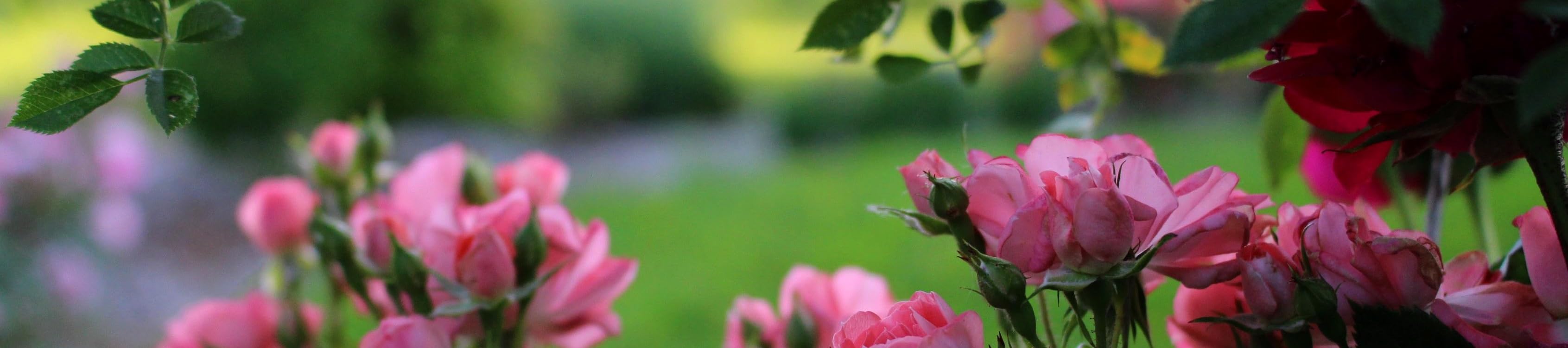 Fraser Valley Rose Farm's Amazon Page