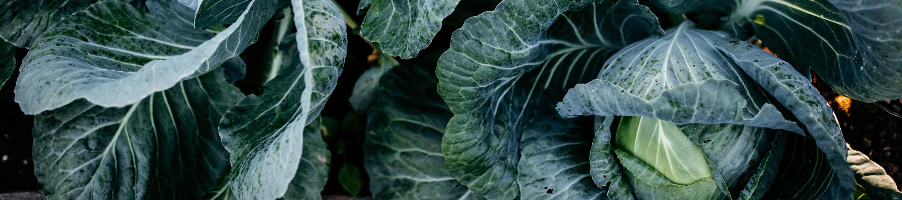 The Homesteading RD's Amazon Page