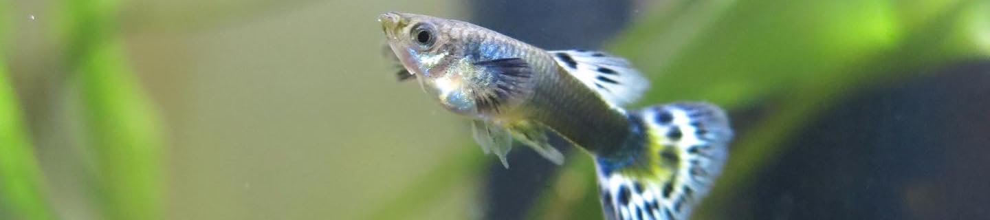 Fish4Ever's Amazon Page