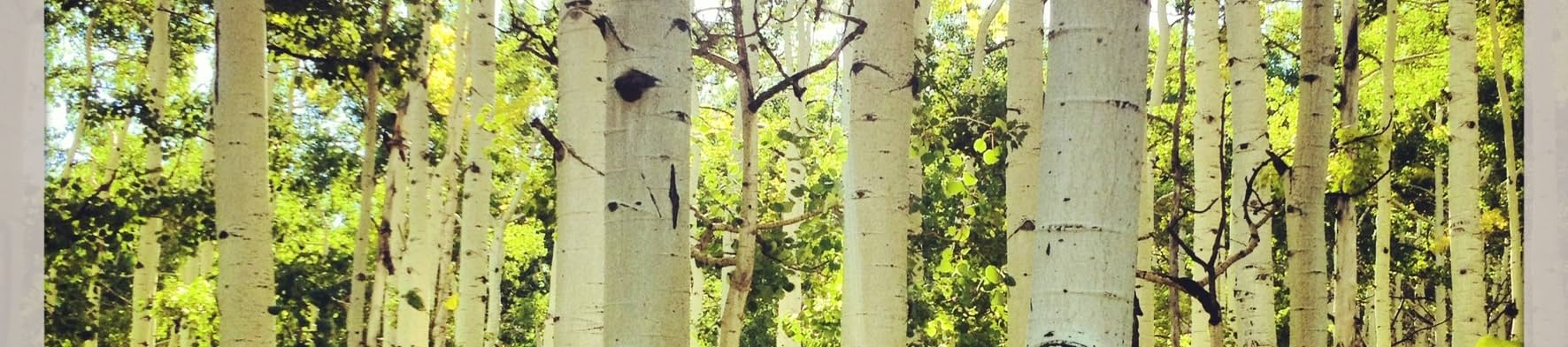 Fern the Bus's Amazon Page