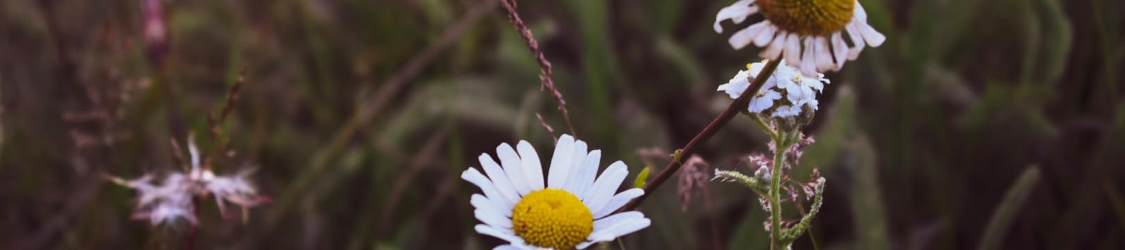 Sadie Slay's Amazon Page