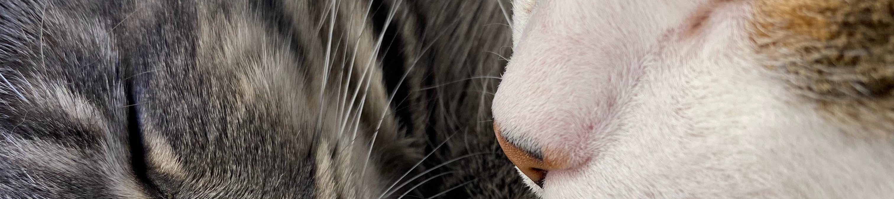 Veronica and the Baby Boo's Amazon Page