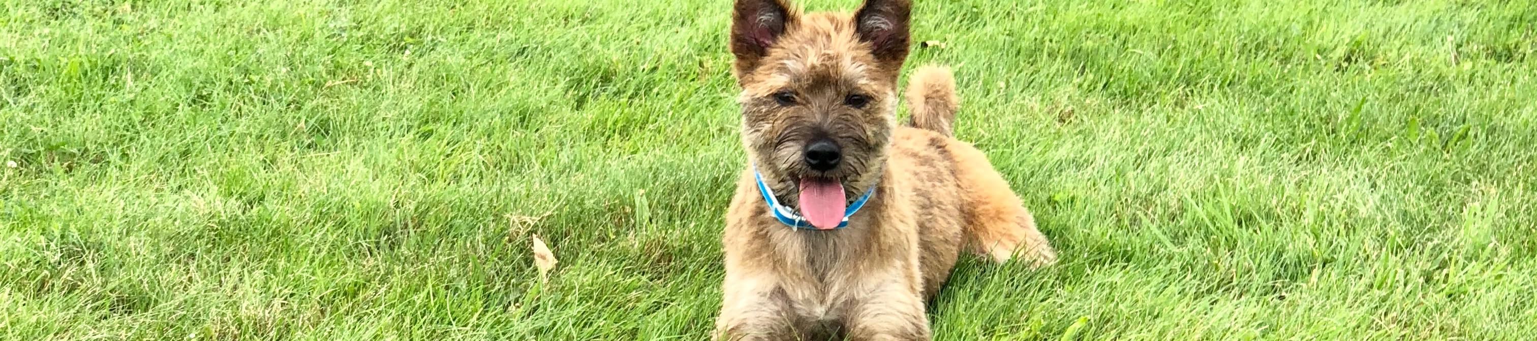 Sasha the Shibapoo's Amazon Page