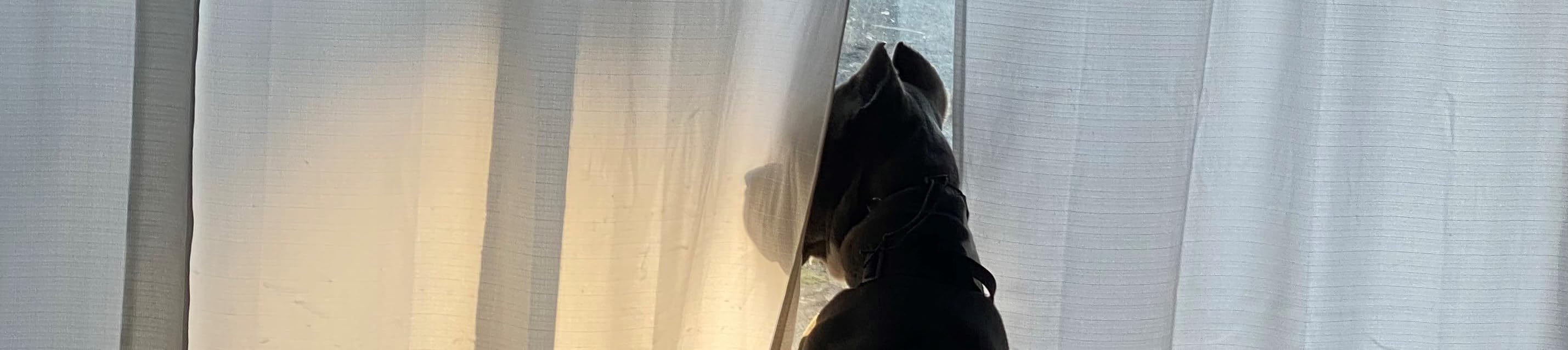 Stephanie Ferrari's Amazon Page