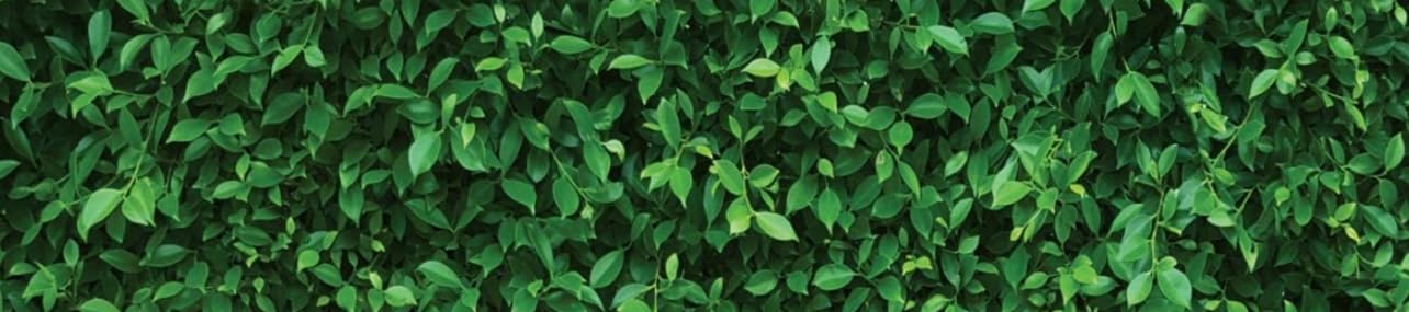 LBA LASHES's Amazon Page