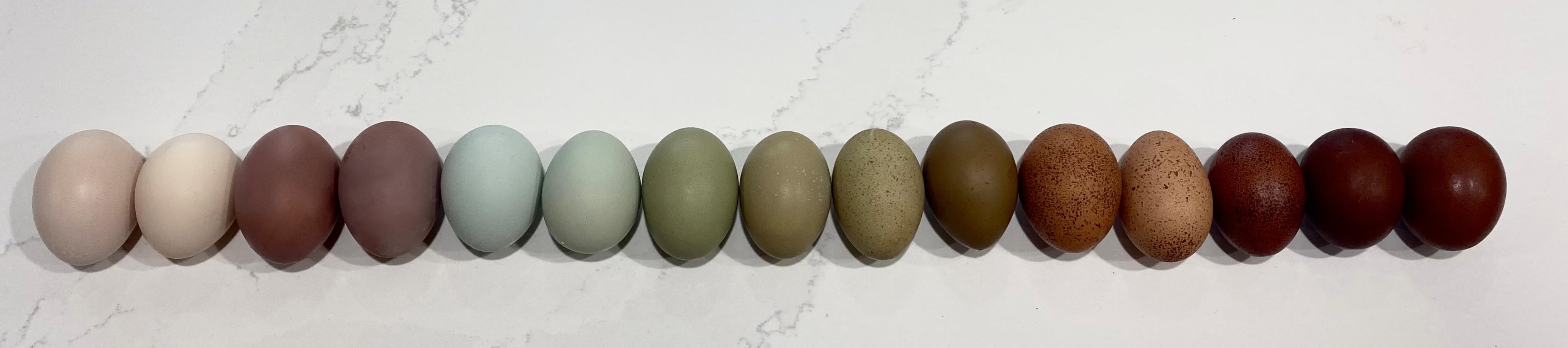 The Zen Hen and The Honey Bee's Amazon Page