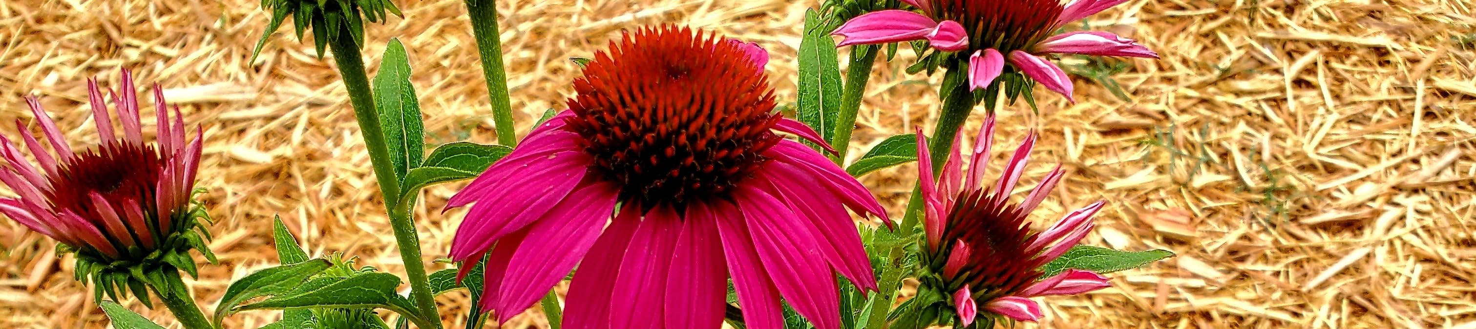 Sonya McDaniel-Goodwin's Amazon Page