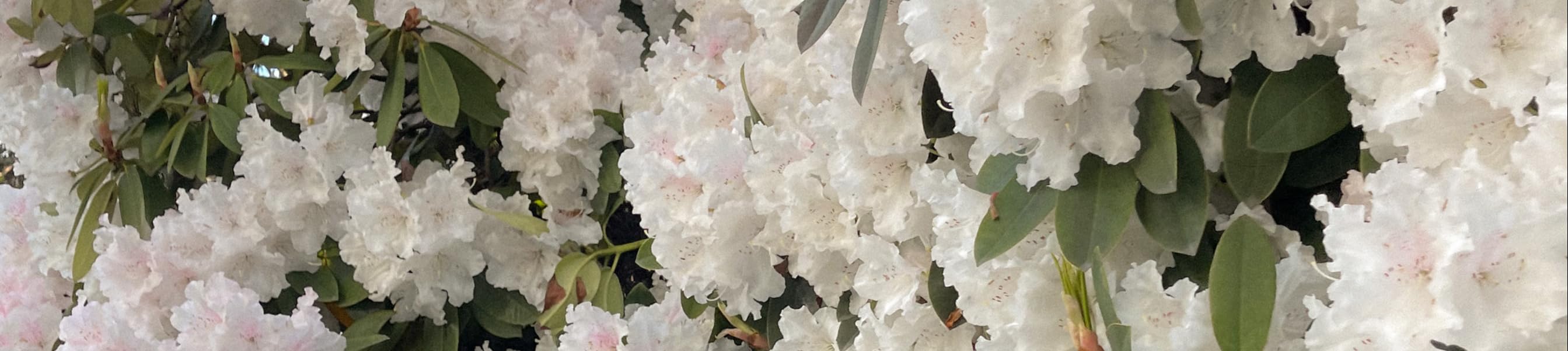 Katherine Park's Amazon Page