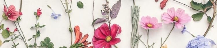 Katie Dodson's Amazon Page