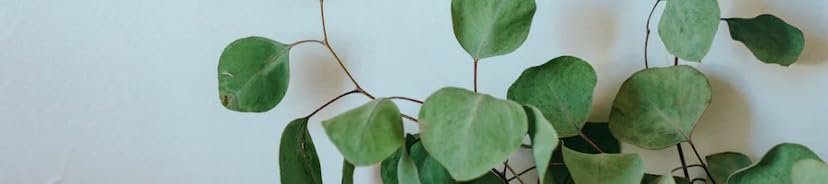 Logan Chappell's Amazon Page