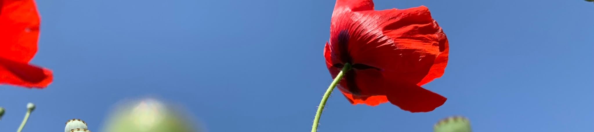 Elizabeth Switzer's Amazon Page