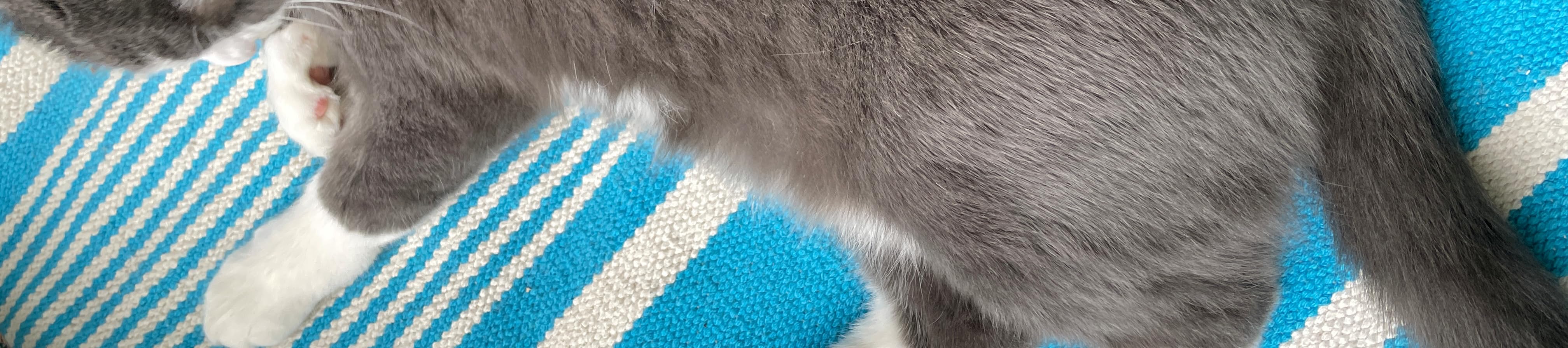 Mr. Greyson The Cat's Amazon Page