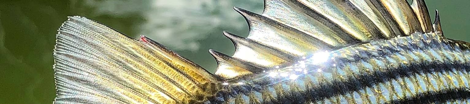Phantom Fishing's Amazon Page