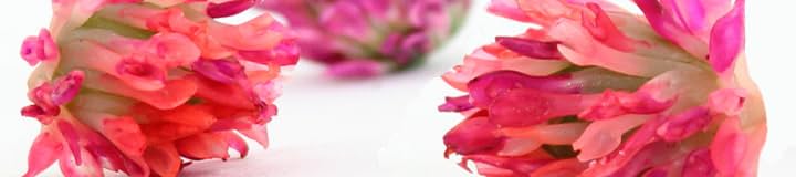 Polymer Clay Tutor's Amazon Page