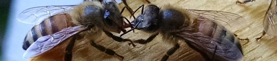 Tennessee' Bees's Amazon Page