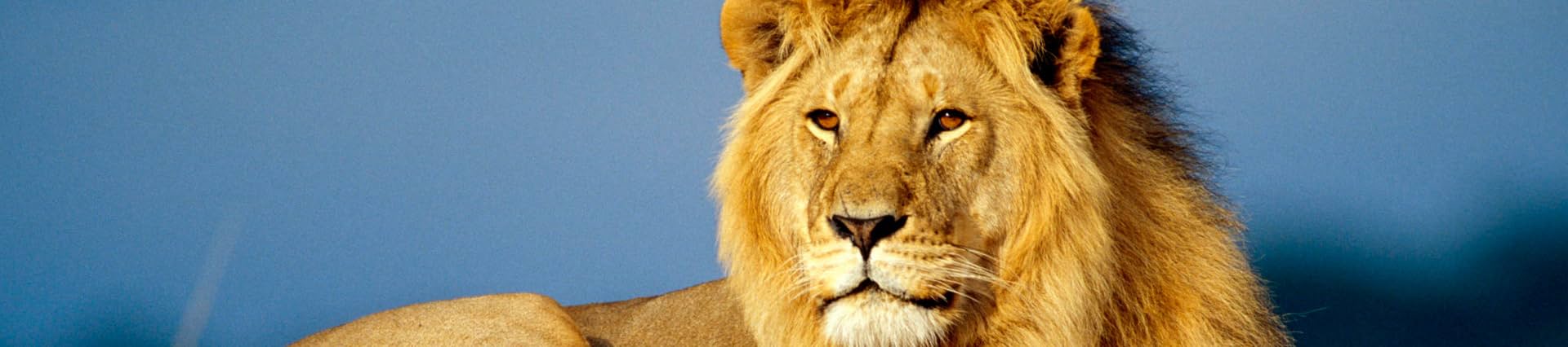 The Urban Gentry's Amazon Page