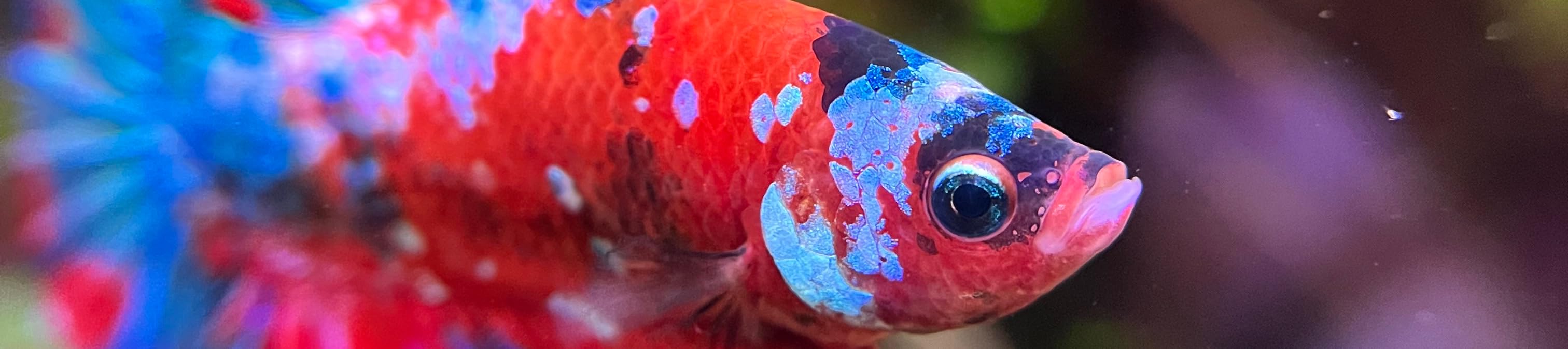 Tiff’s Fish's Amazon Page