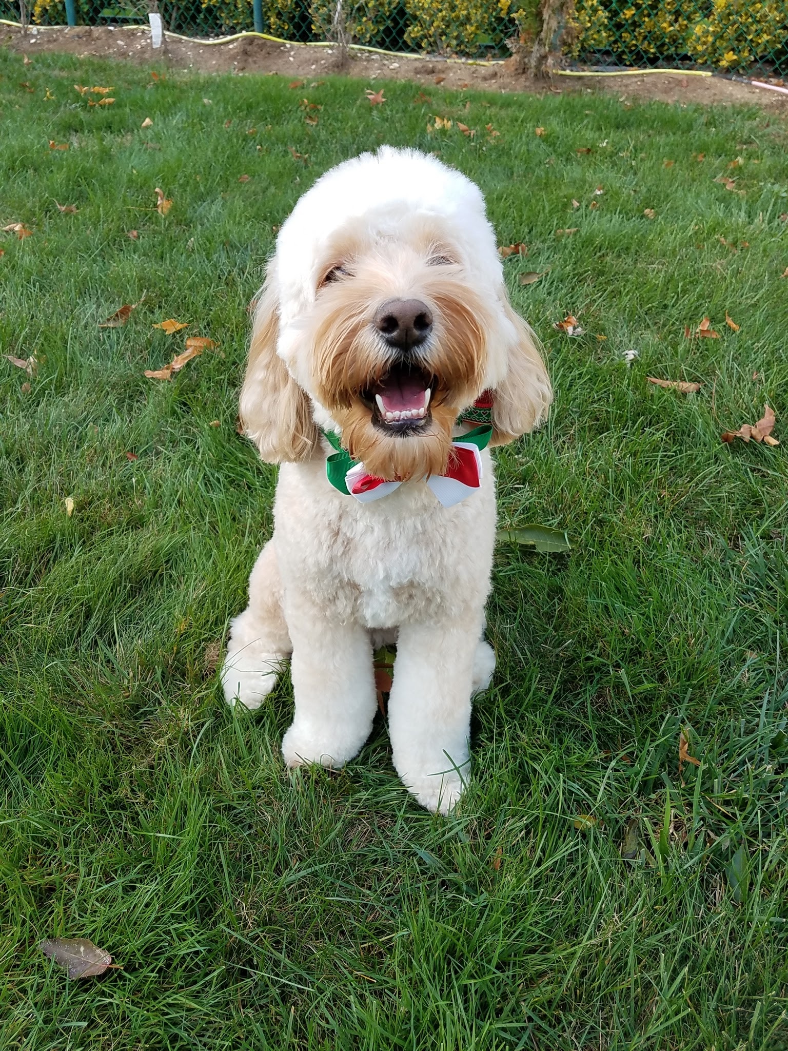 Teddy the Cockapoo's Amazon Page