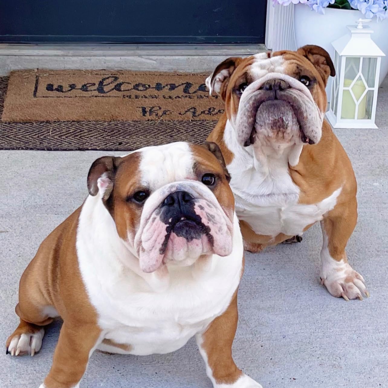 Bentley & Finn's Amazon Page