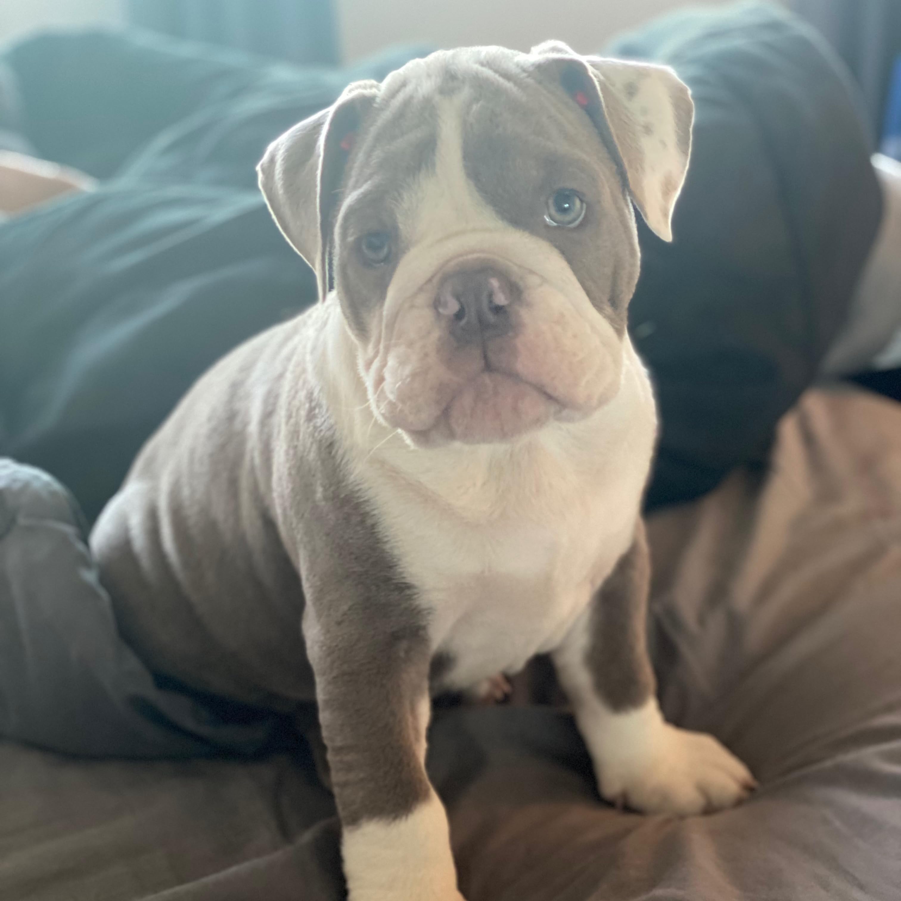 Bocephus's Amazon Page