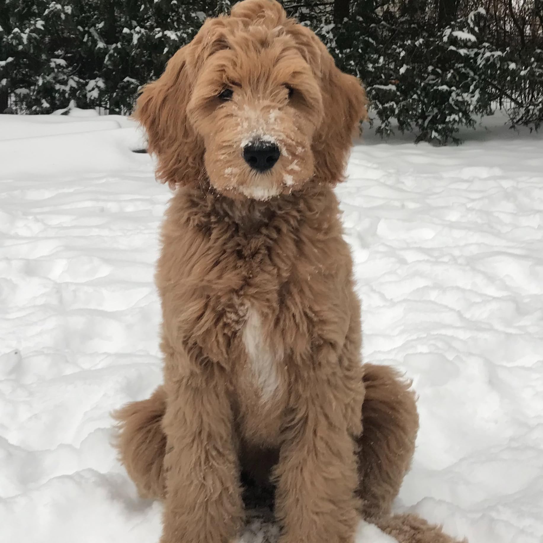 Brie The Doodle's Amazon Page
