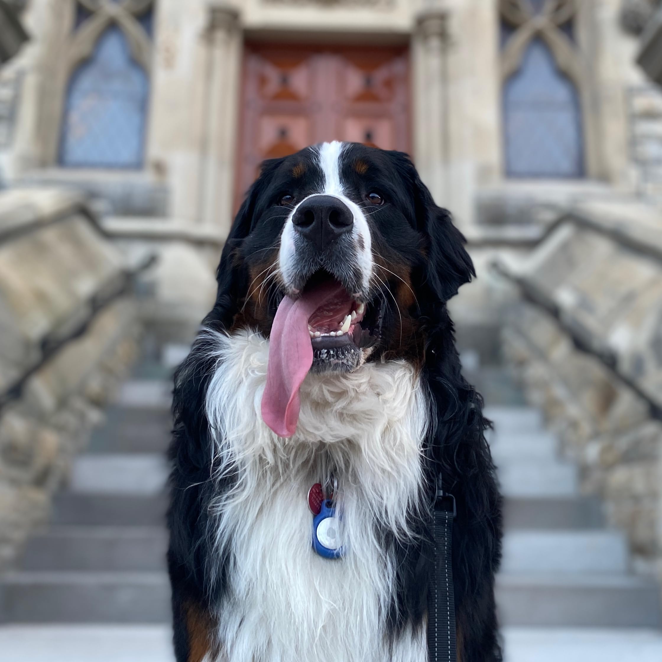Cairo the Berner's Amazon Page