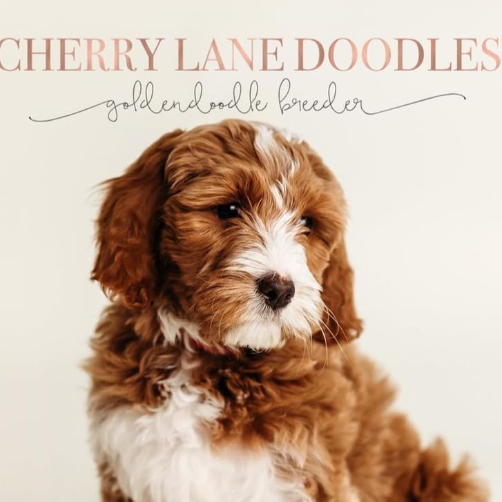 Stefanie Dralle's Amazon Page