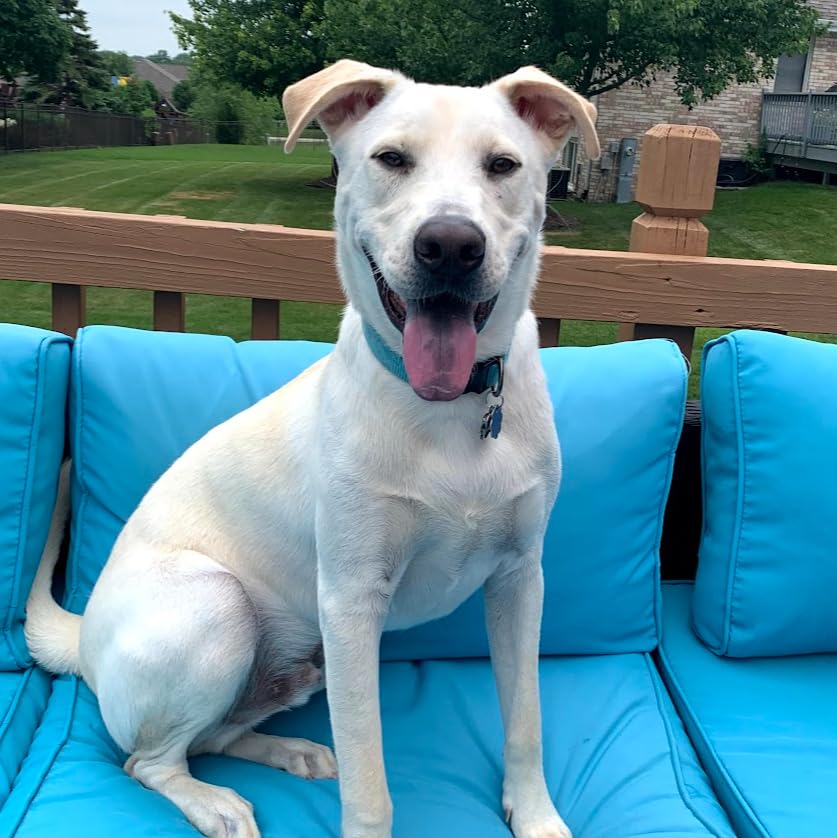 Larry Dog Larry's Amazon Page