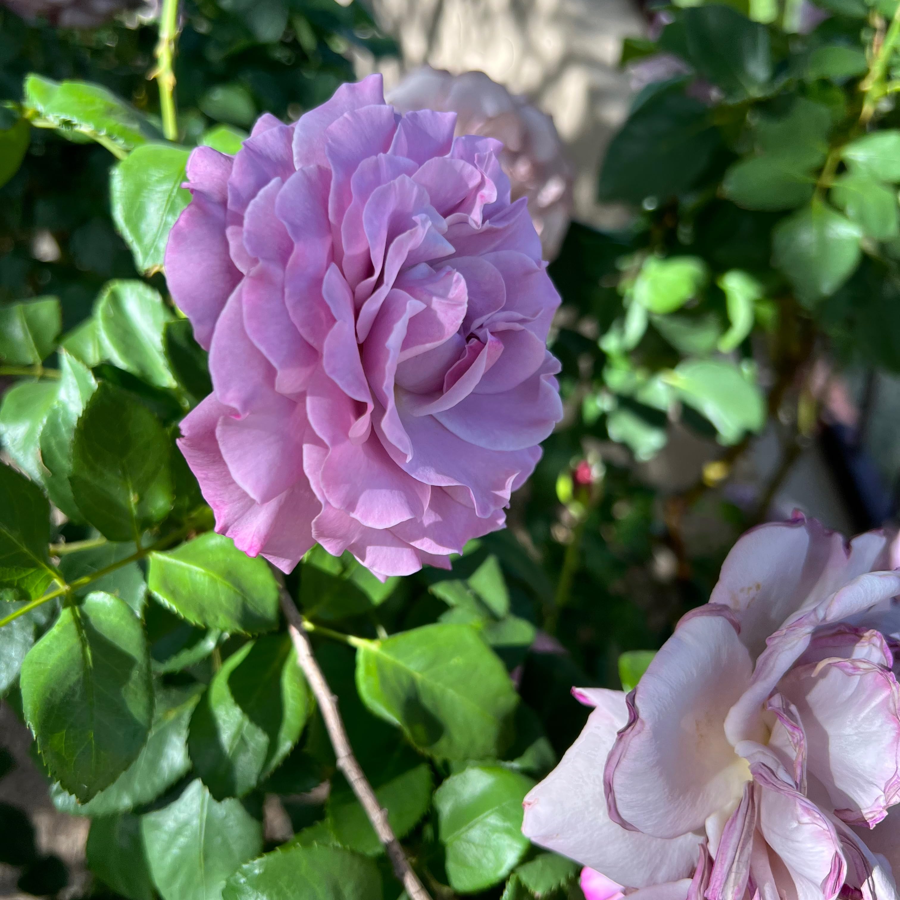 Magical Flower's Amazon Page