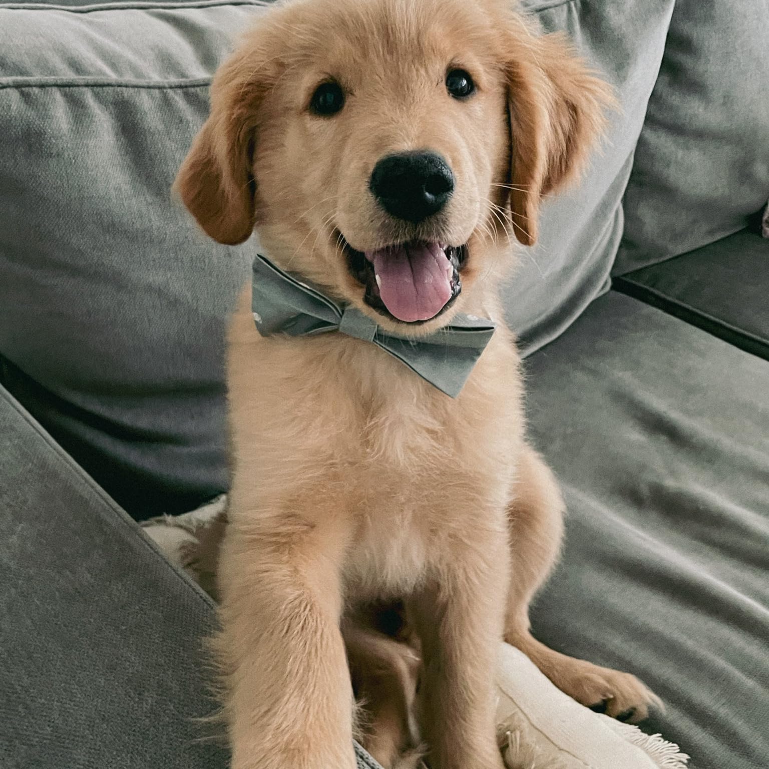 Finley's Amazon Page