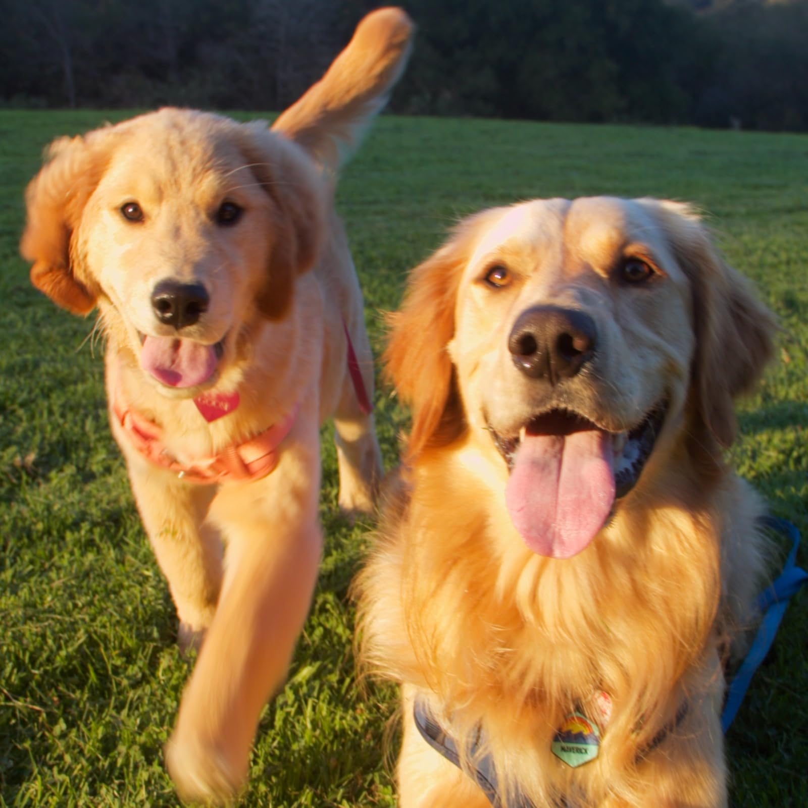 Goose & Maverick's Amazon Page