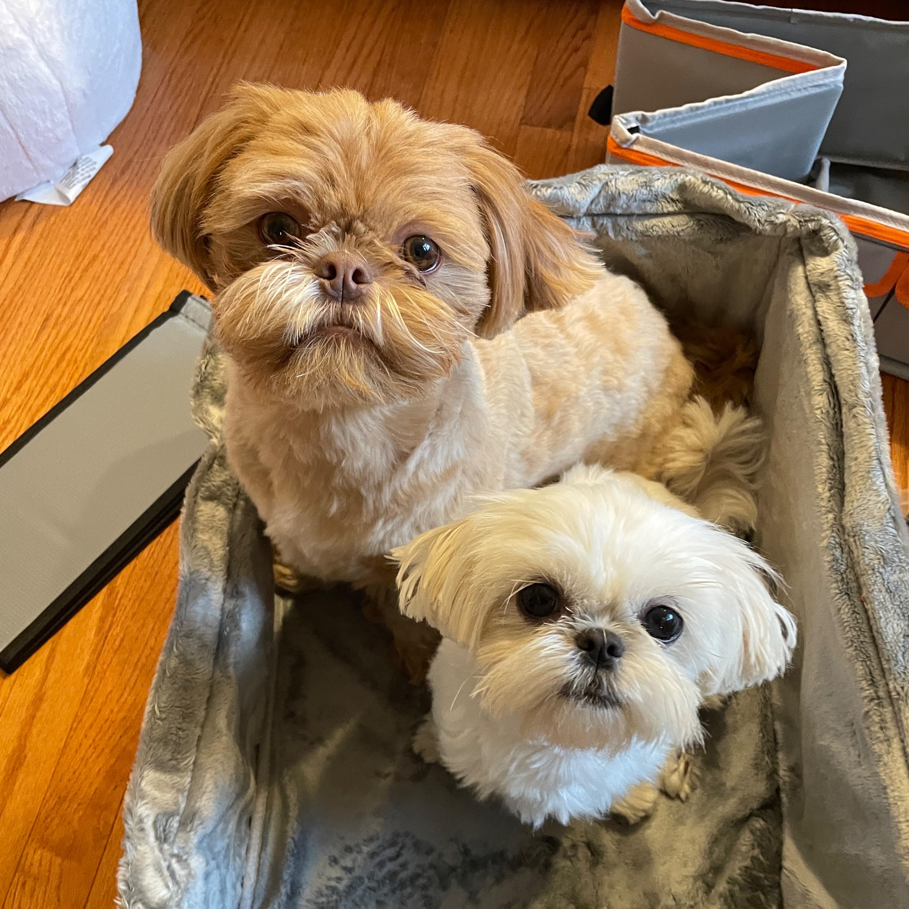 Teddy and Poppy's Amazon Page