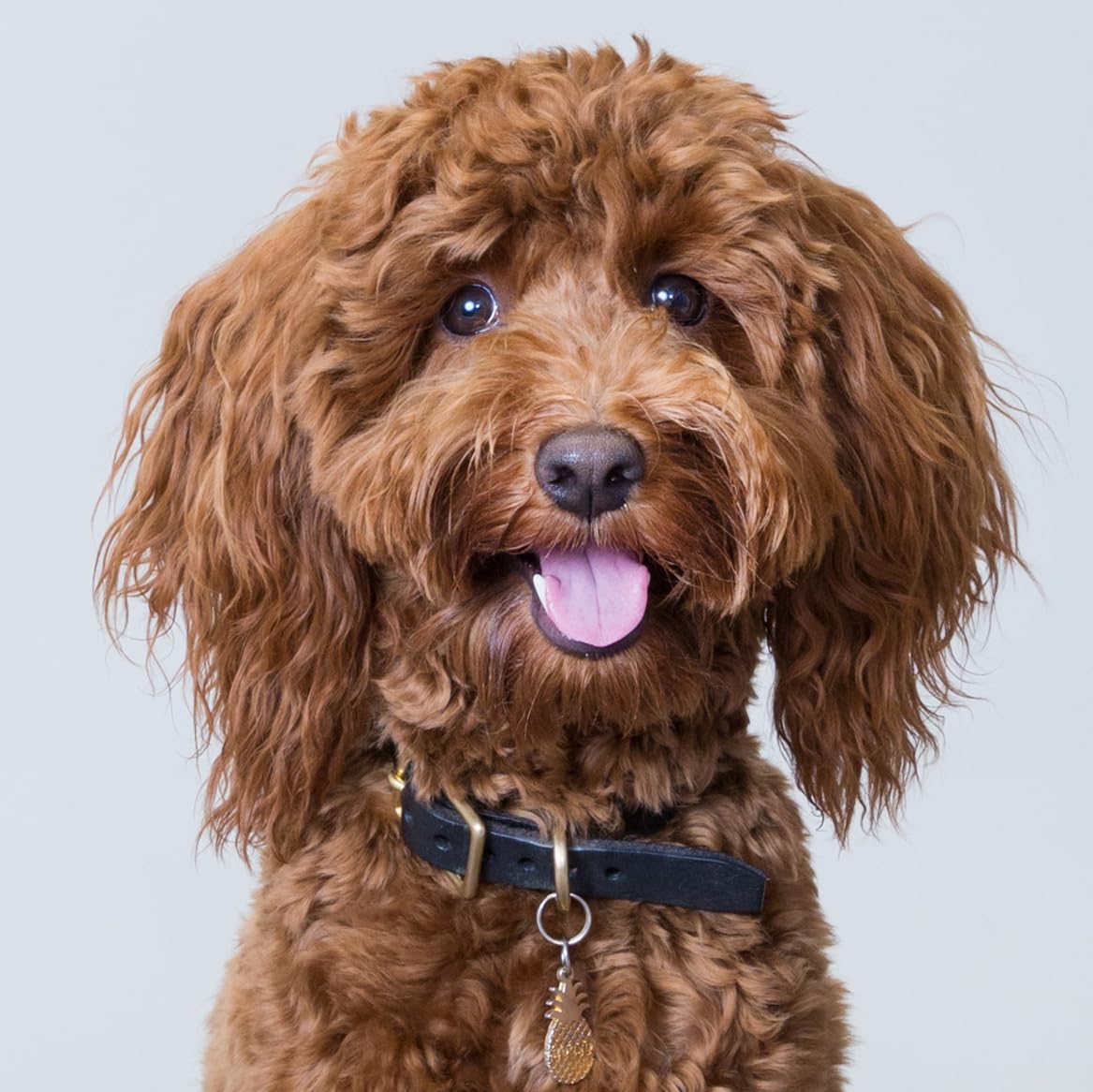 Hello Ruby Doodle's Amazon Page