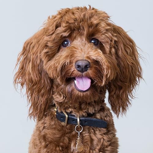 Hello Ruby Doodle's Amazon Page