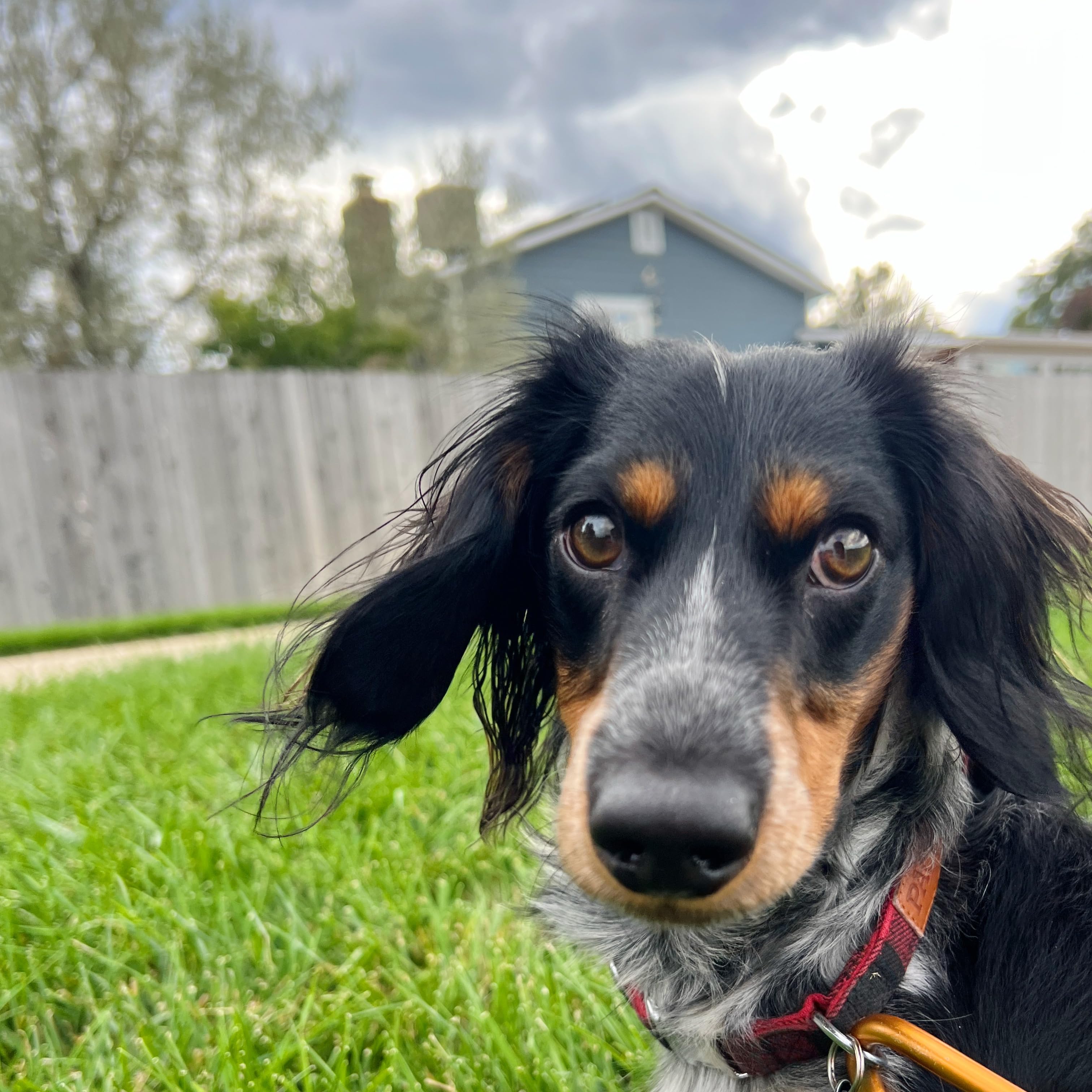 Herman The Ween's Amazon Page