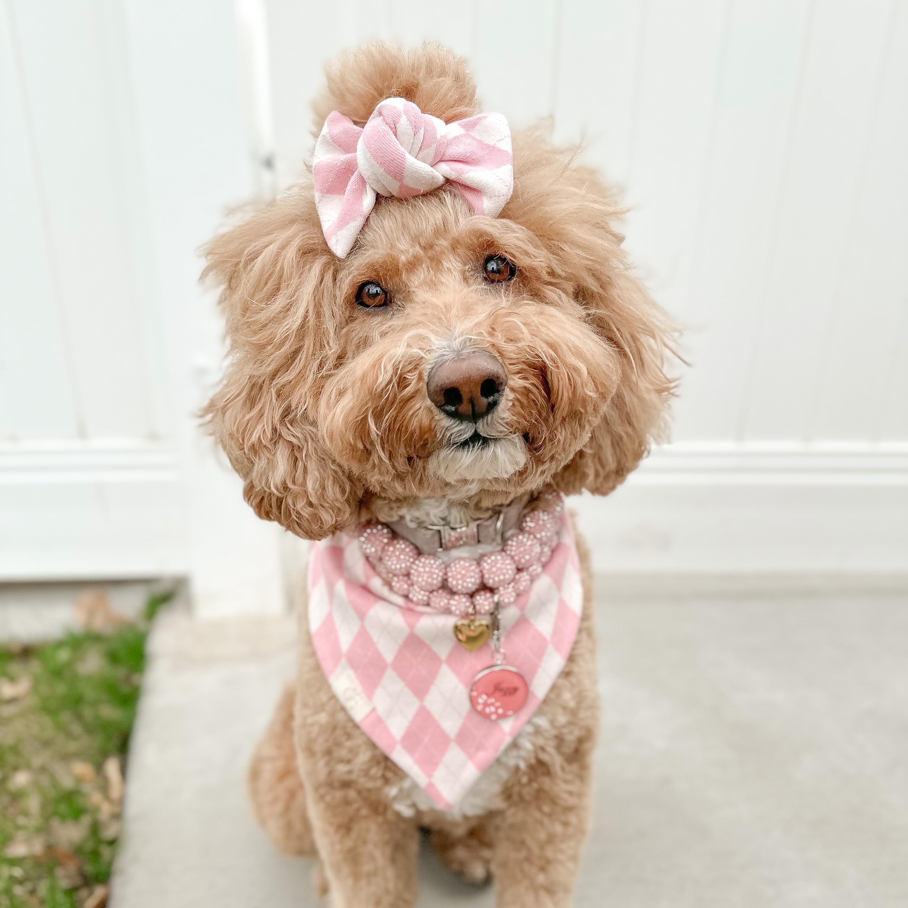 Miss Jazzy’s Pawfect Deals's Amazon Page