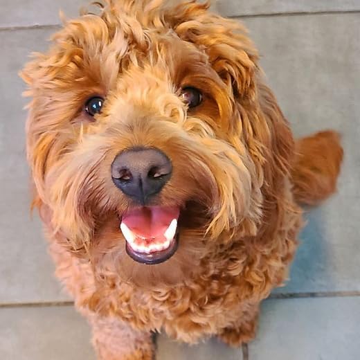 little_dood_luke's Amazon Page