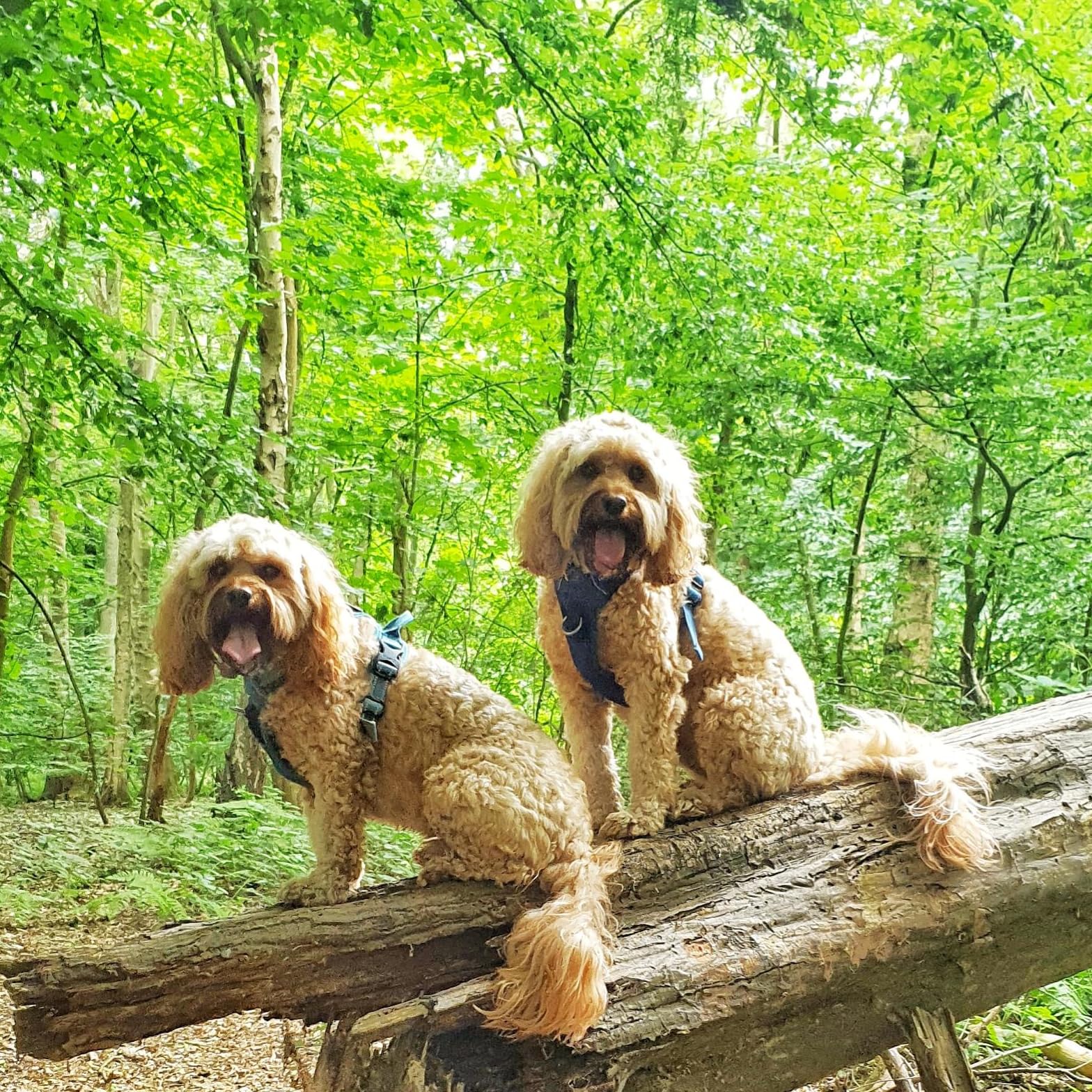 Bob & Boris's Amazon page