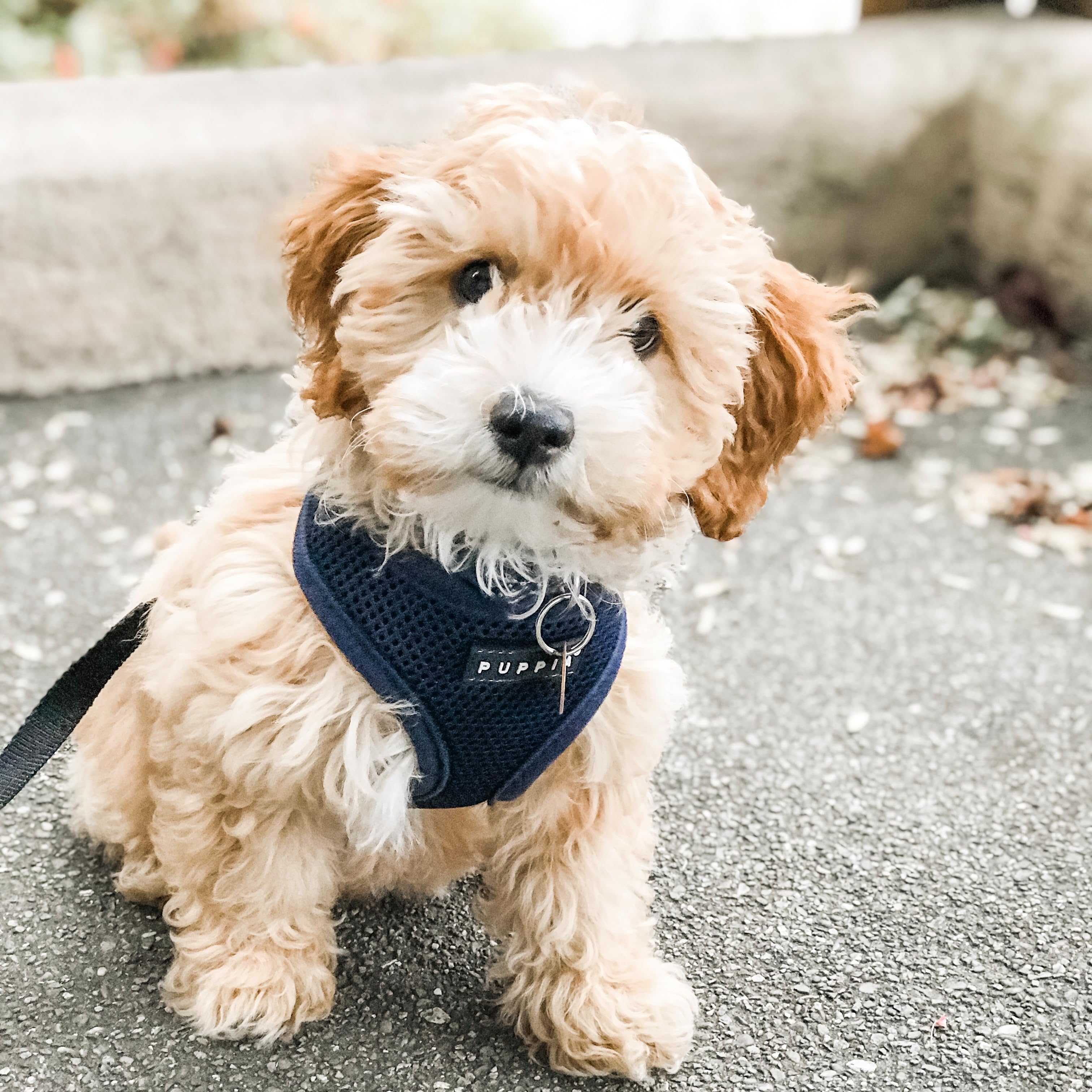 Little Leo the Dood's Amazon Page