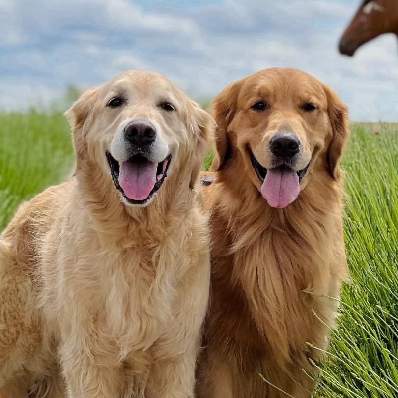 Golden Woofs's Amazon Page