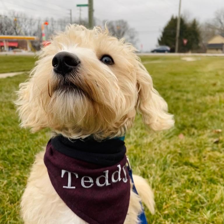 Teddy's Dog Essentials's Amazon Page