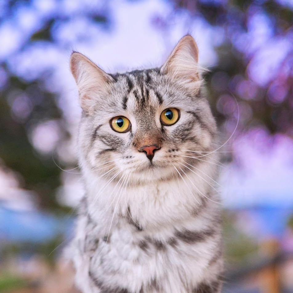 Sterling Silver Cat's Amazon Page