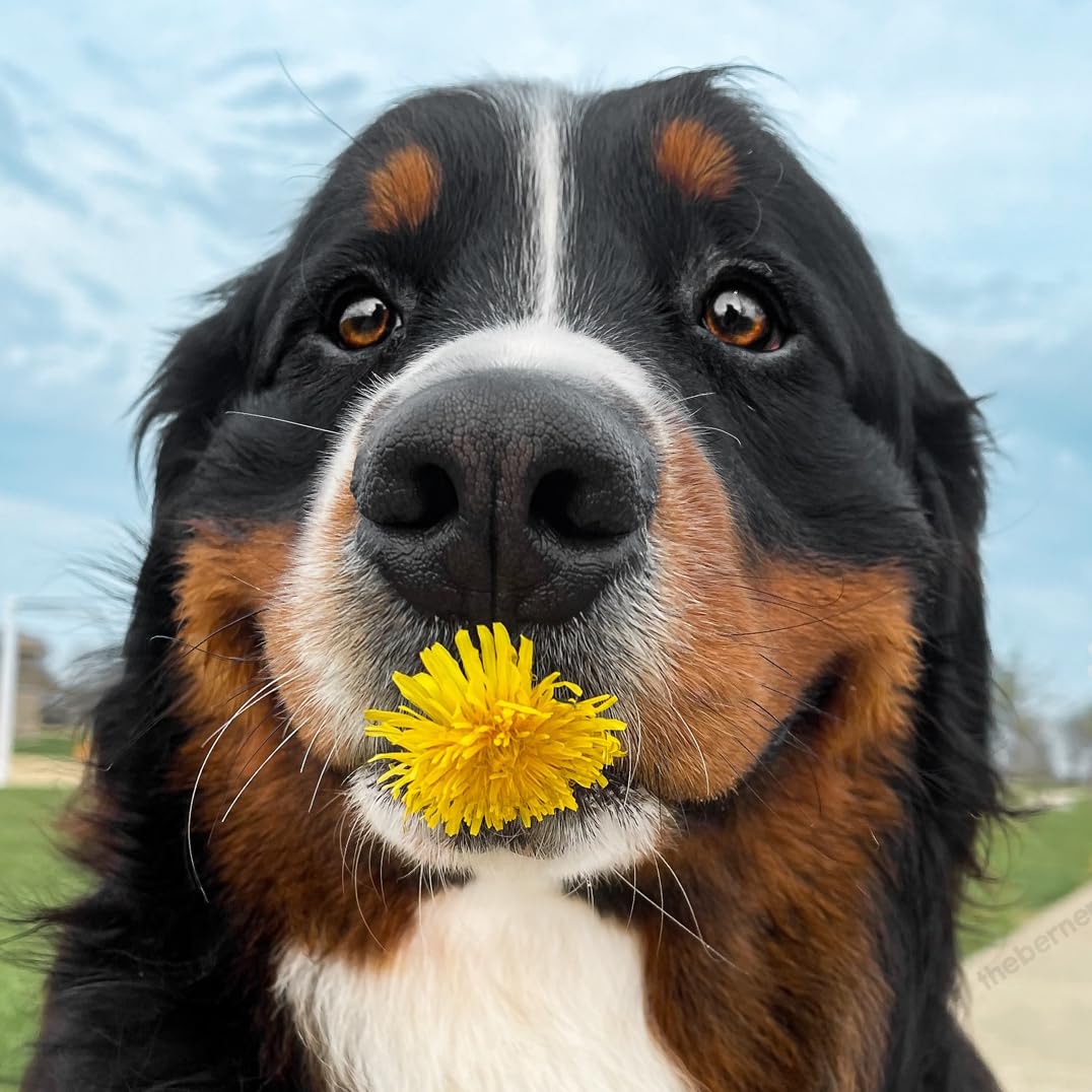 The Berner Bunch's Amazon Page