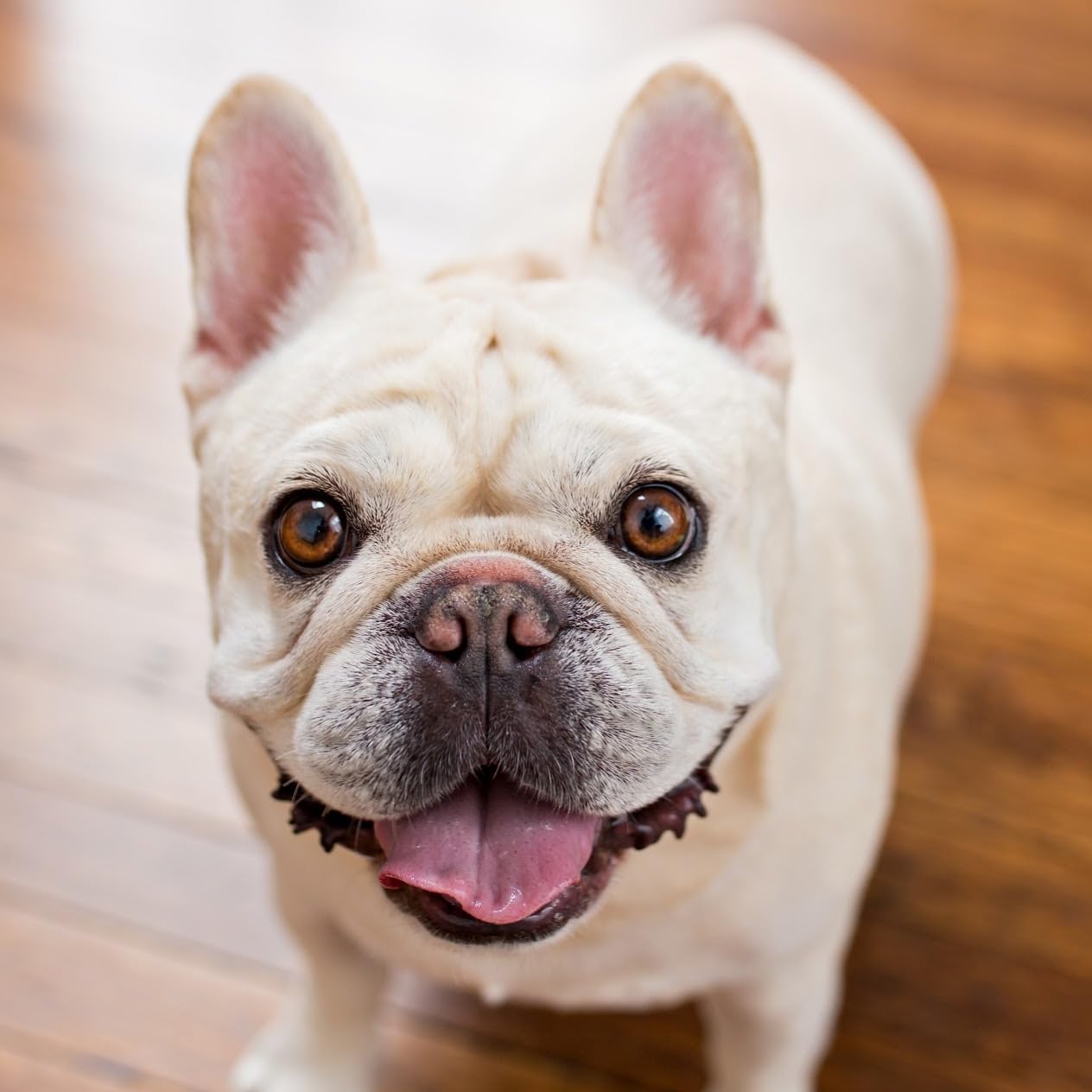 Cashew The Frenchie's Amazon Page