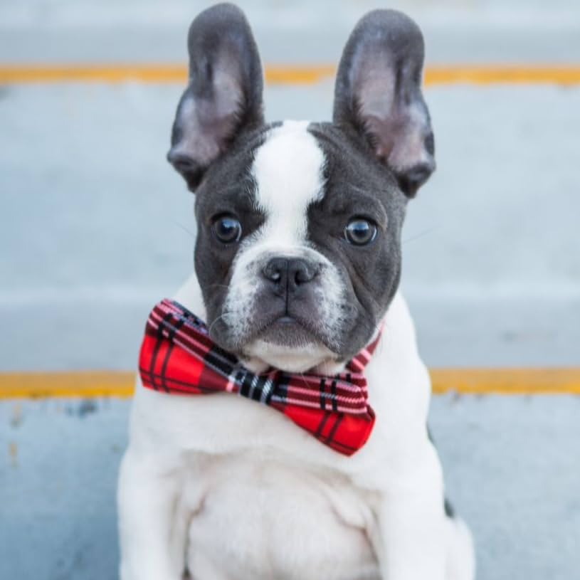 Buckets The Frenchie's Favorite Things's Amazon Page