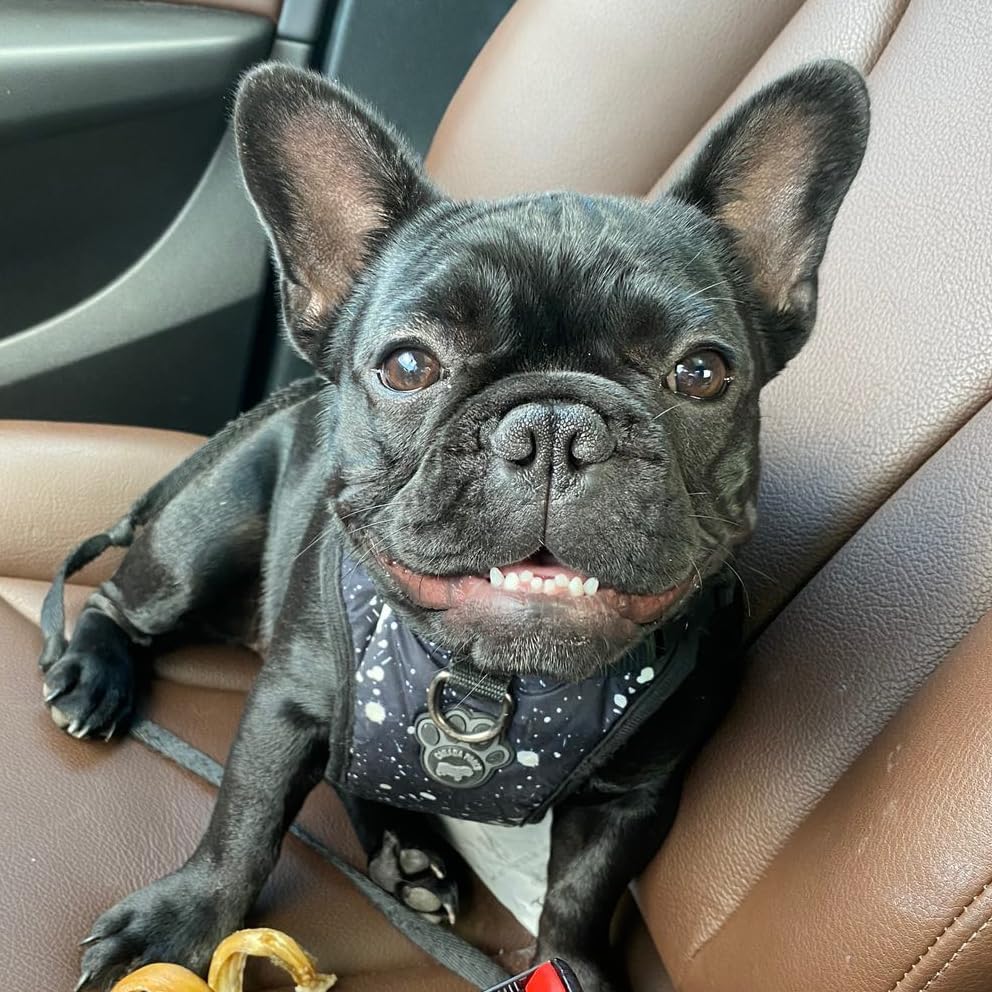 Cookie The Frenchie's Amazon Page