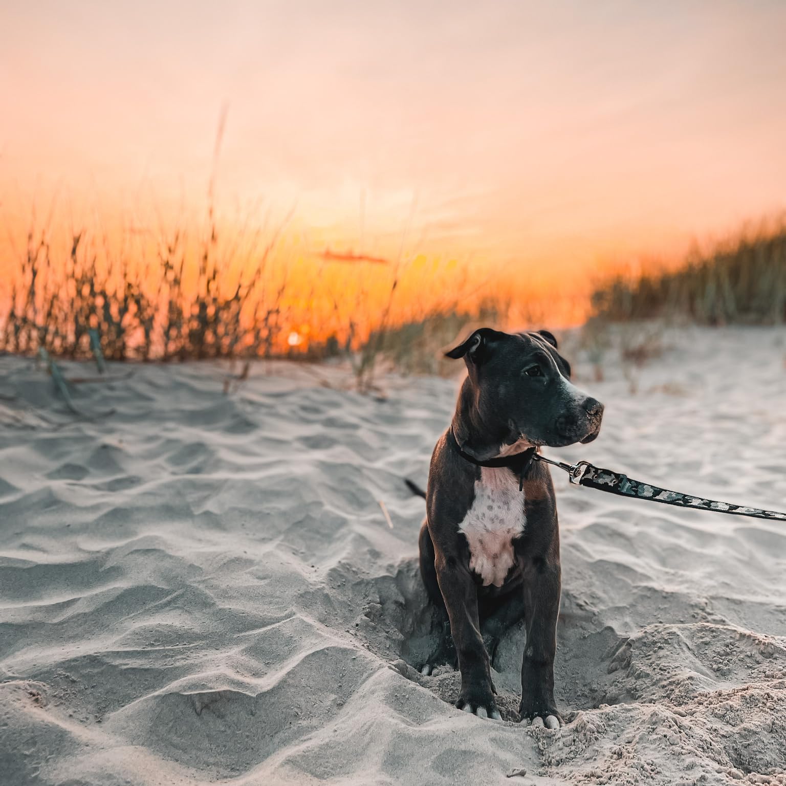 Hera The Blue Staffy's Amazon Page