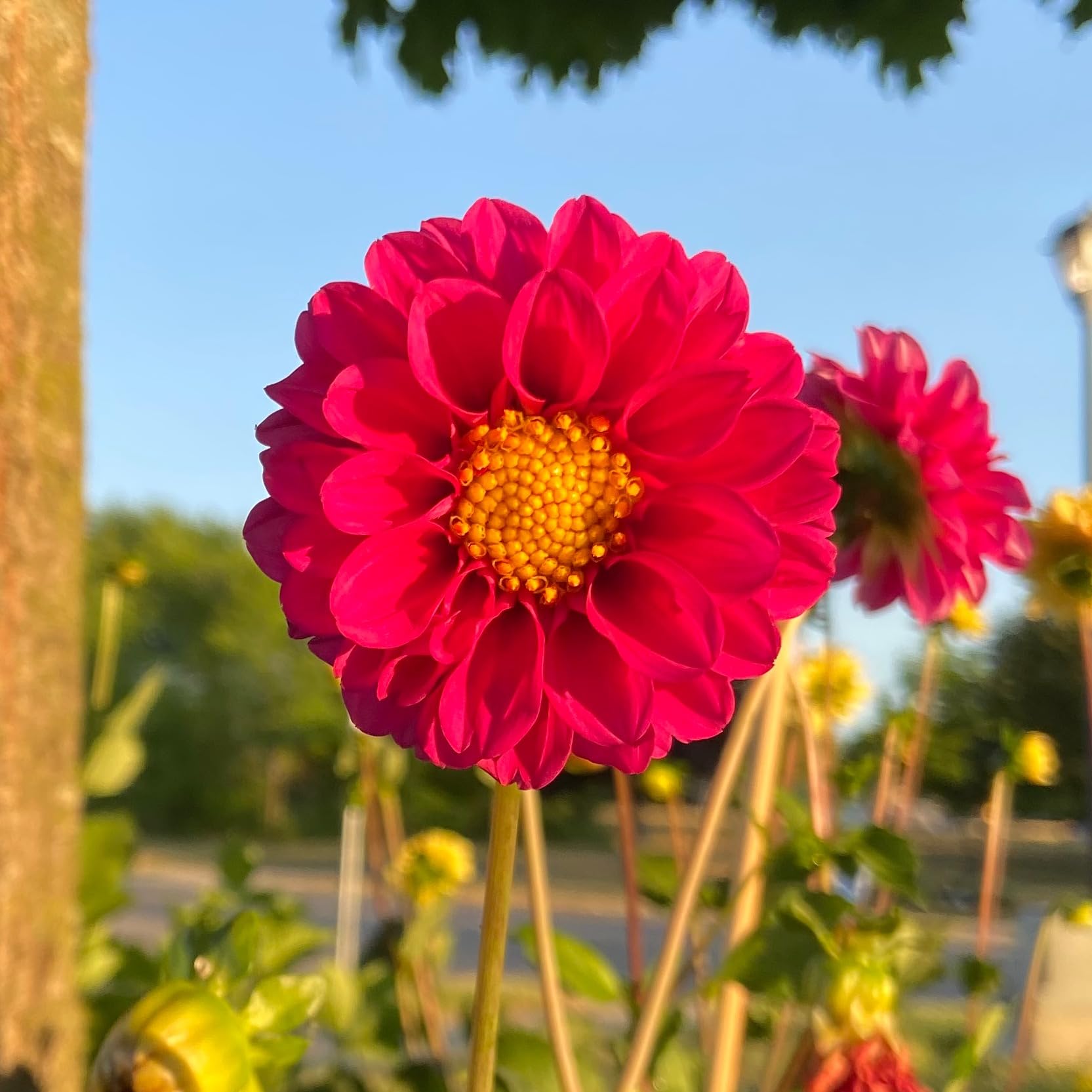 Angie Hansen's Amazon Page