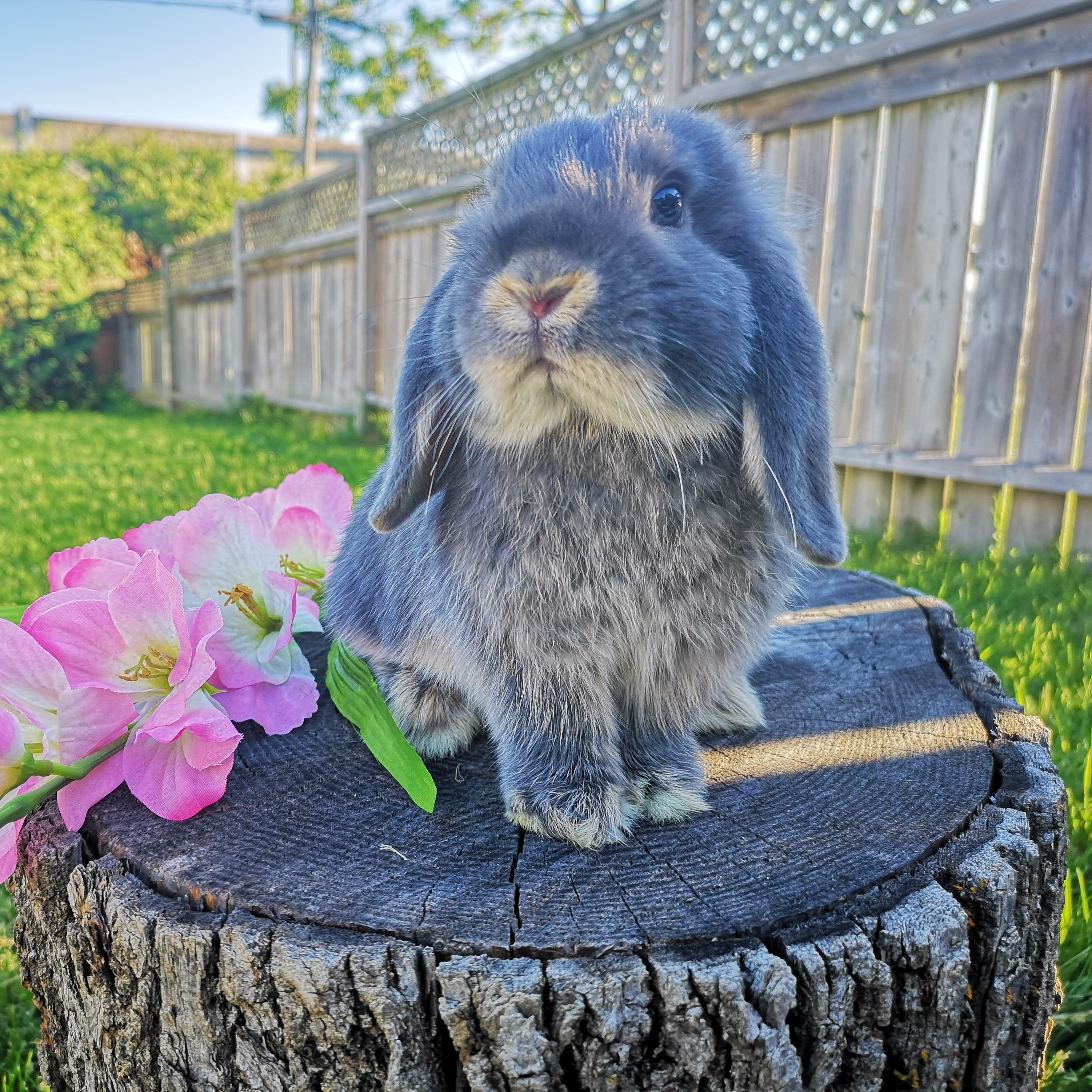Blueberry the Bunny's Amazon Page